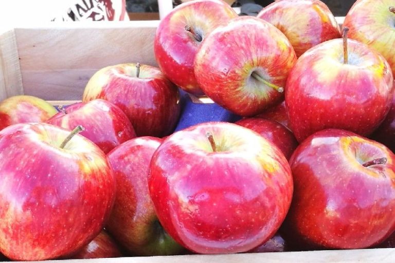 La manzana Red Delicious protagonista en la cosecha de los valles ...