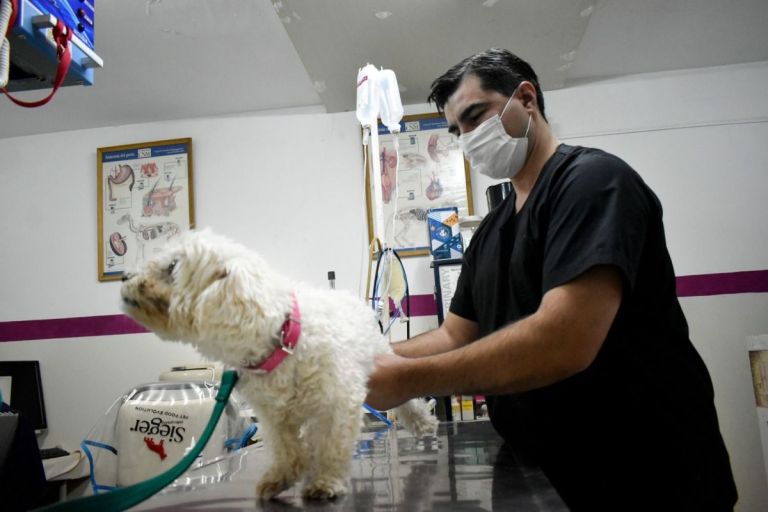 El cuidado animal y los costos para mantener una mascota | NoticiasNet ...