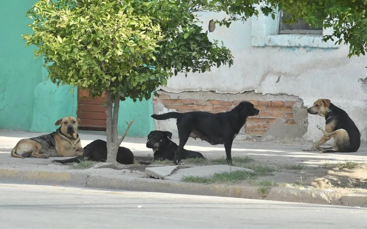 Ataques de perros: un border collie le arrancó la mejilla a un niño de ...